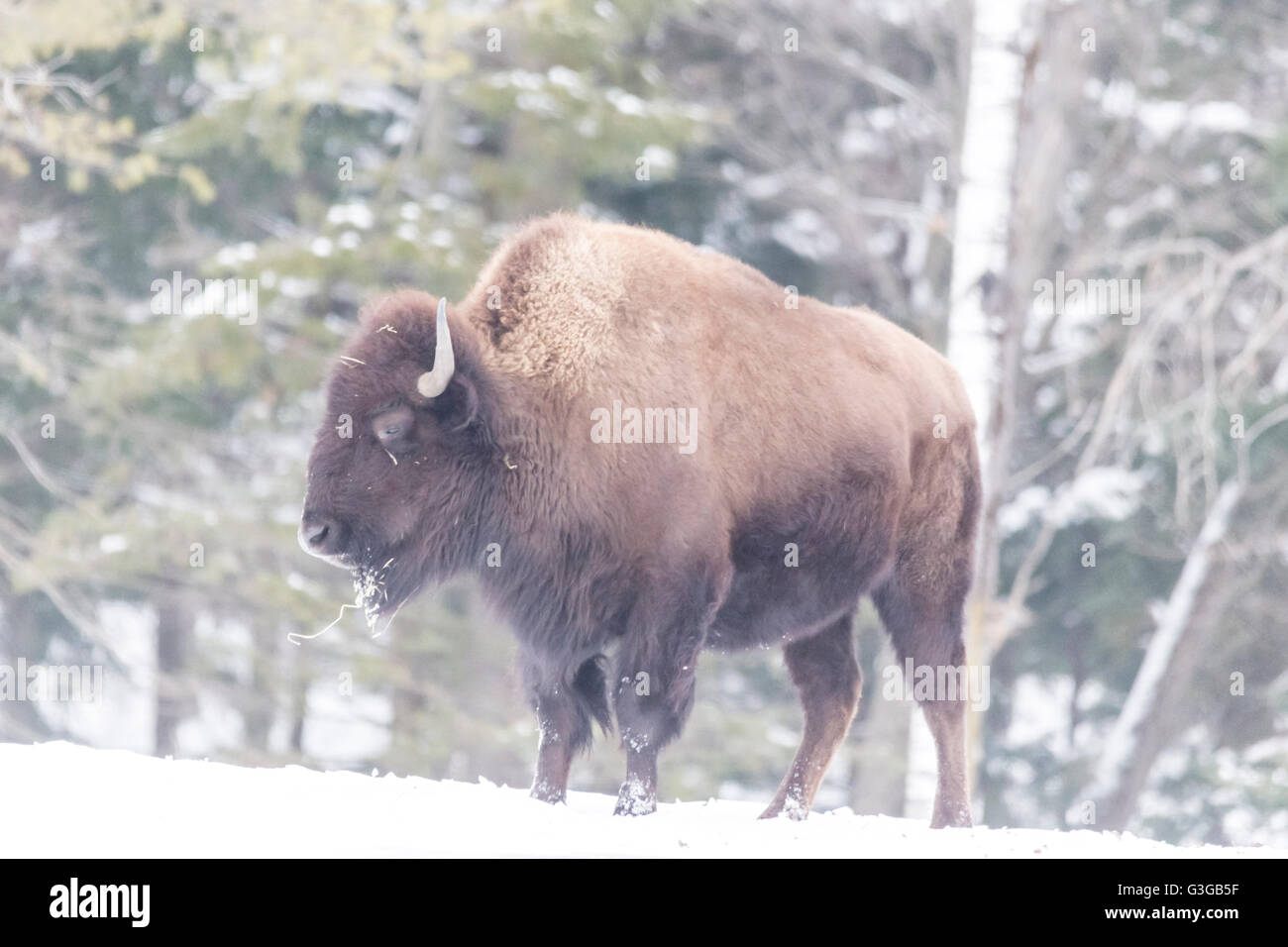 American Field Buffalo in a winter scene Stock Photo - Alamy