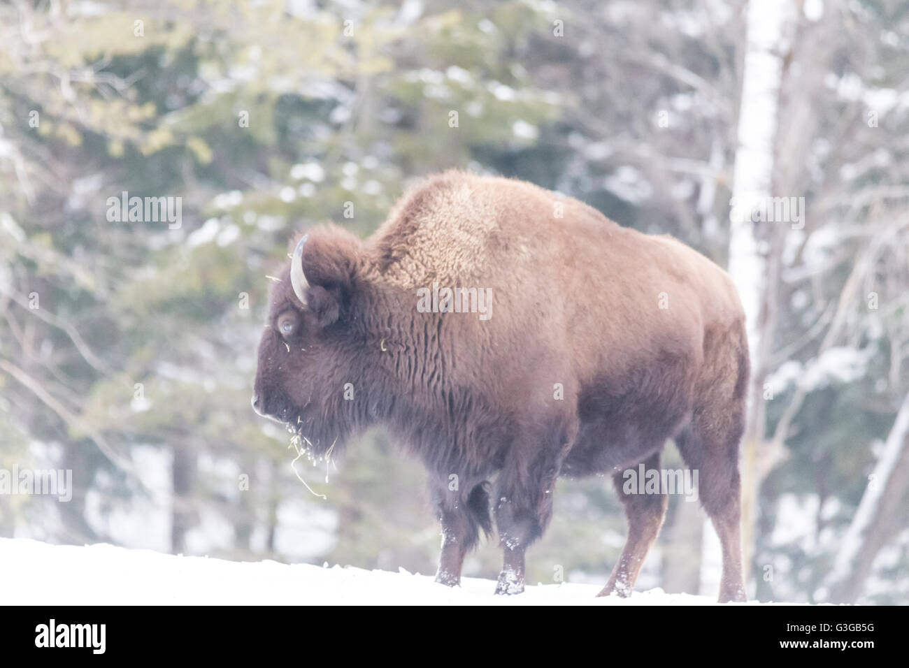 American Field Buffalo in a winter scene Stock Photo - Alamy