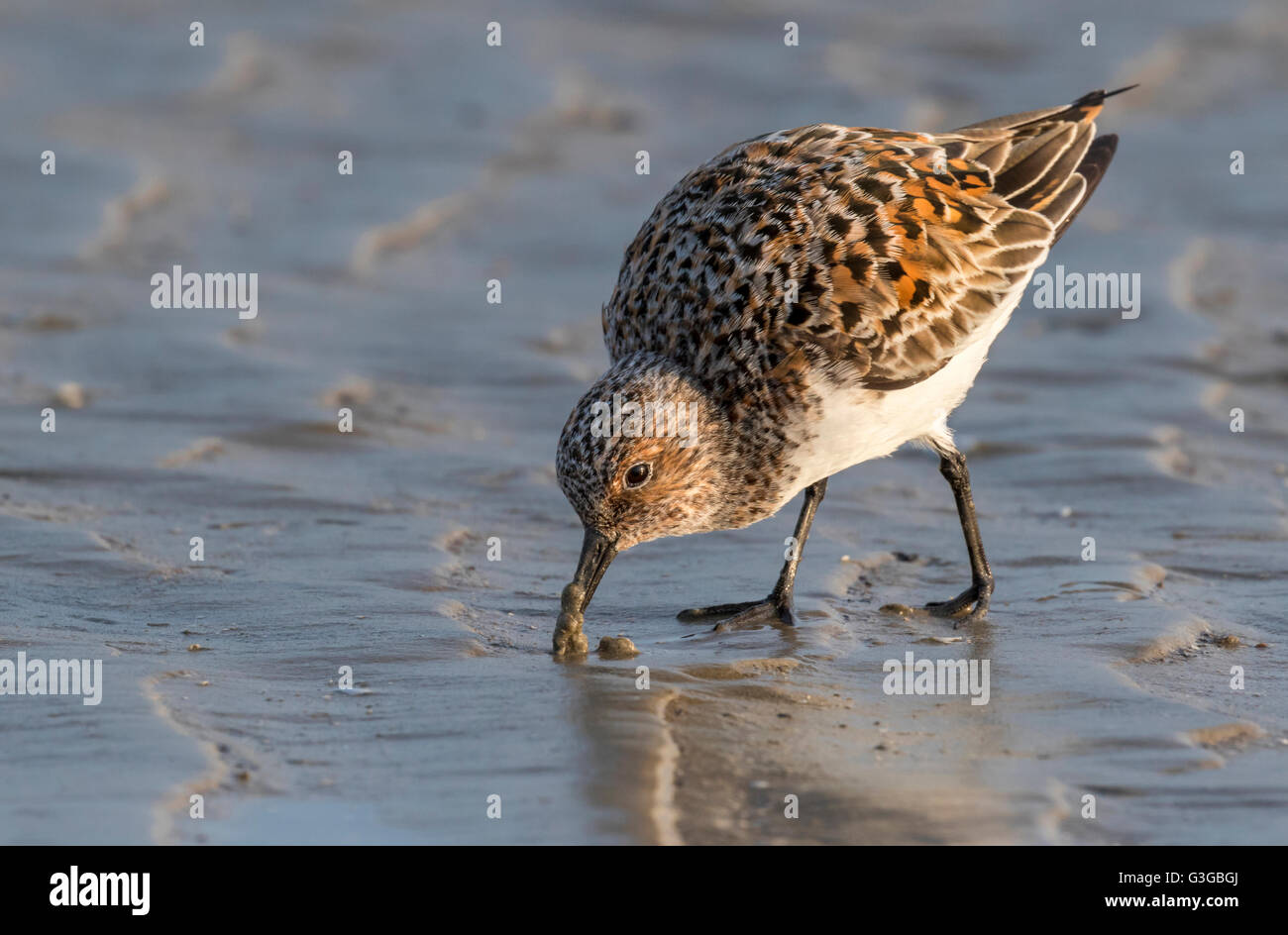 Sanderling (Calidris alba) in summer plumage feeding at the ocean beach ...