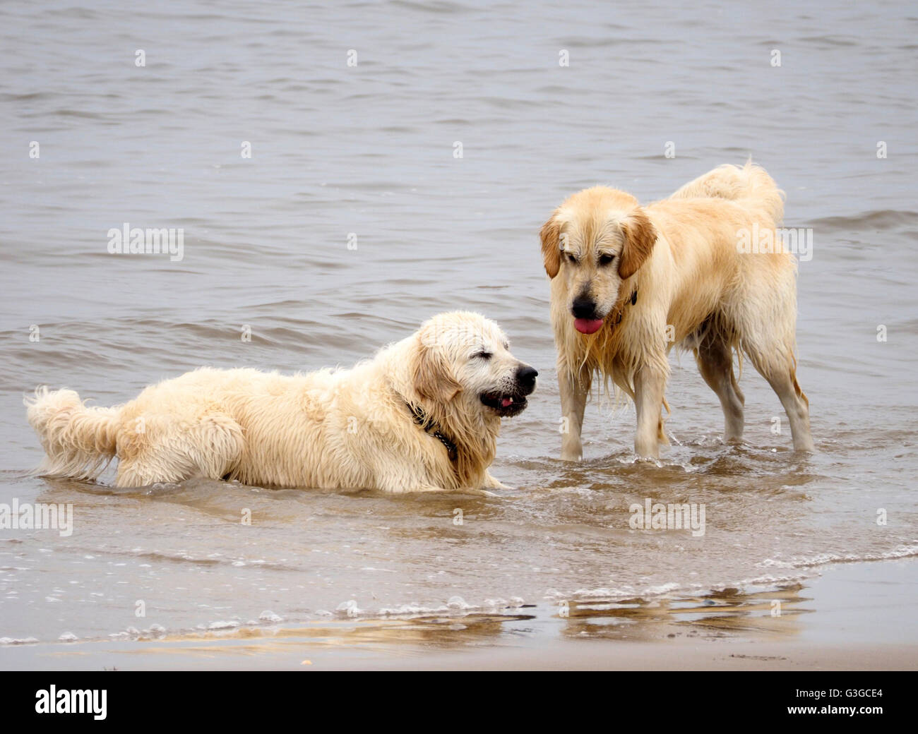 Dogs playing in the sea Stock Photo - Alamy
