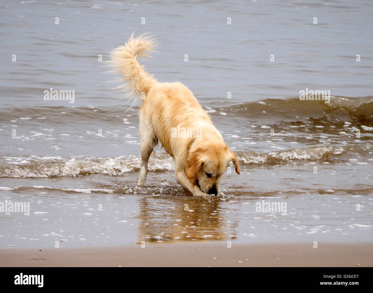 Dog playing in the sea Stock Photo - Alamy