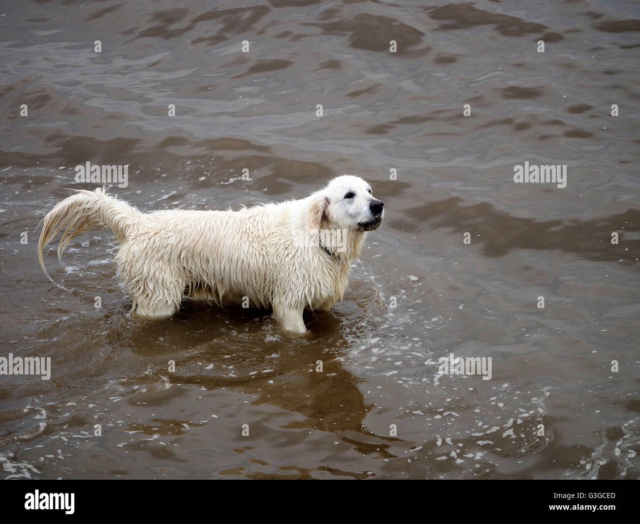 Dog swimming in the sea Stock Photo - Alamy