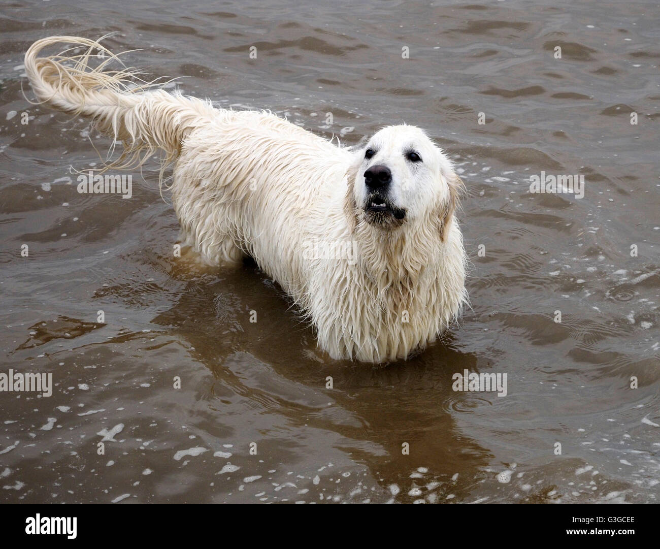 Dog swimming in the sea Stock Photo - Alamy