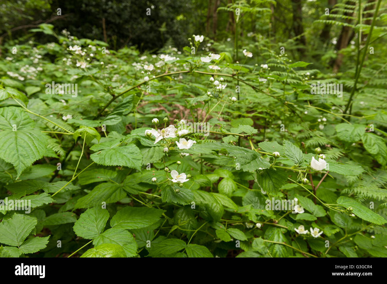 Canopy control hi-res stock photography and images - Alamy