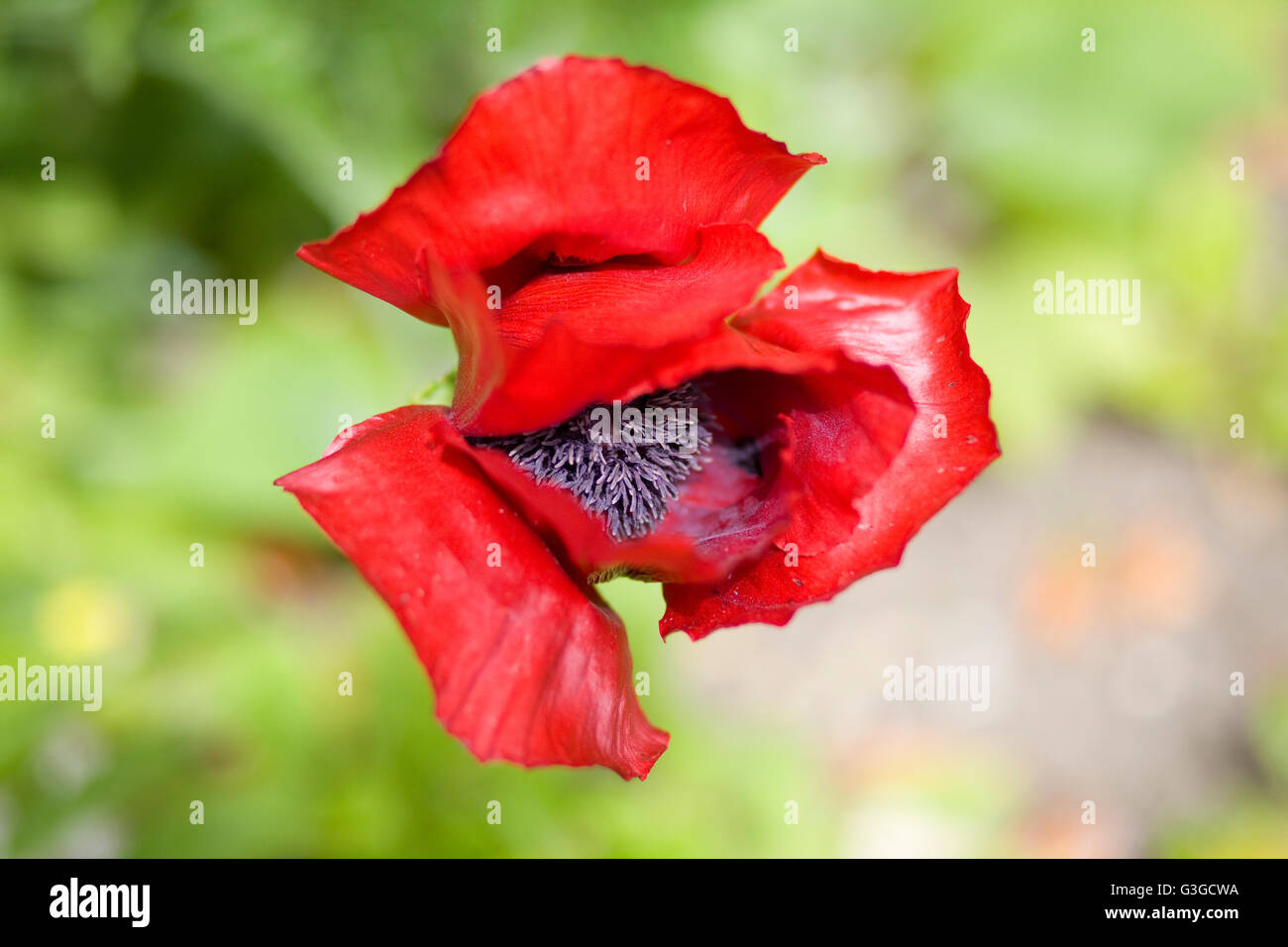 Giant blood-red poppy in a meadow Stock Photo - Alamy