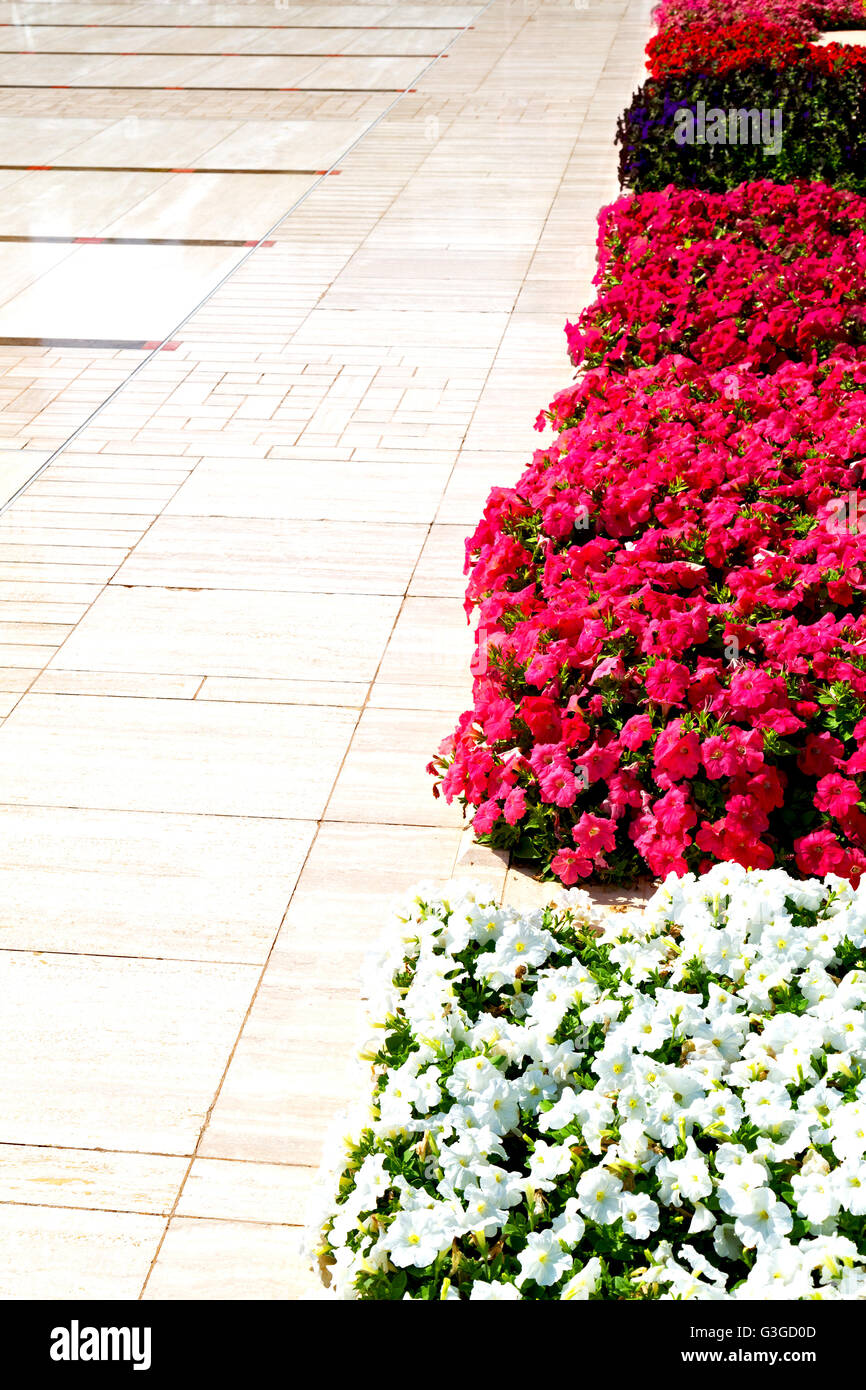 in the spring colors oman flowers and garden Stock Photo - Alamy