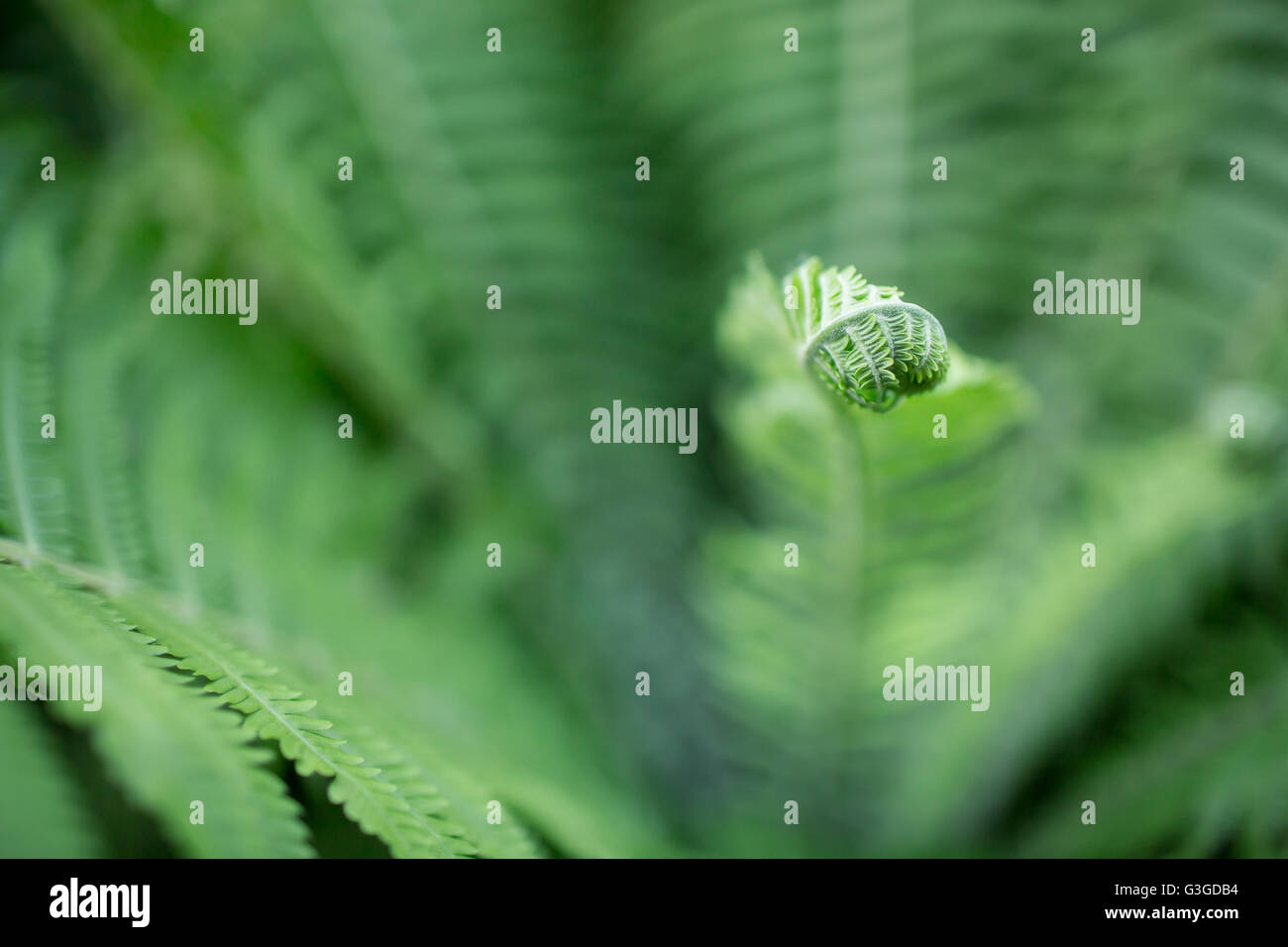Curly fern sprout close up, selective focus Stock Photo - Alamy