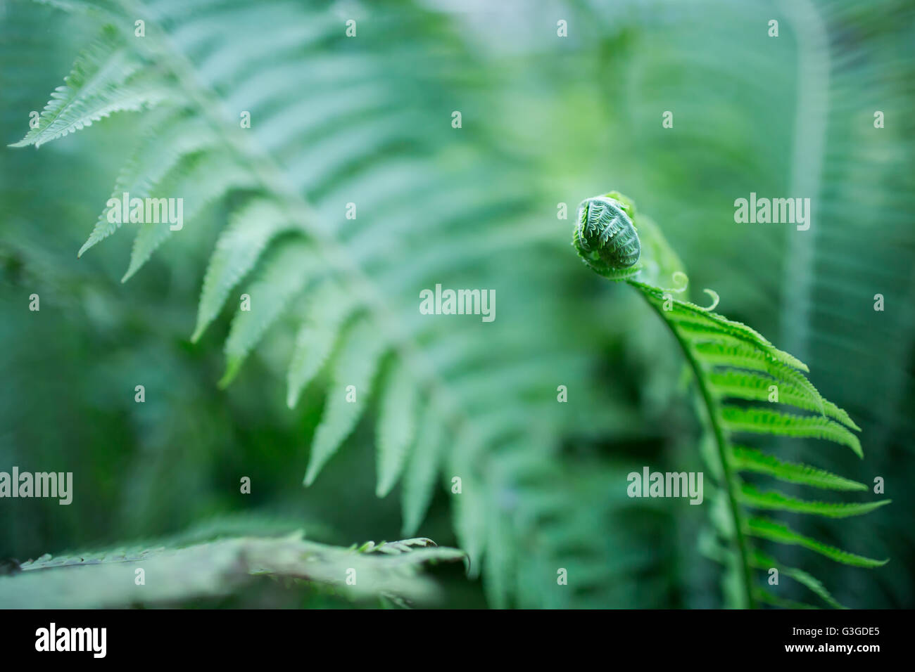 Curly fern leaf hi-res stock photography and images - Alamy