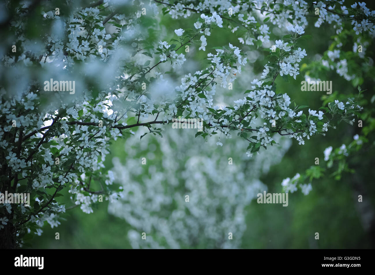 Apple tree in bloom Stock Photo - Alamy