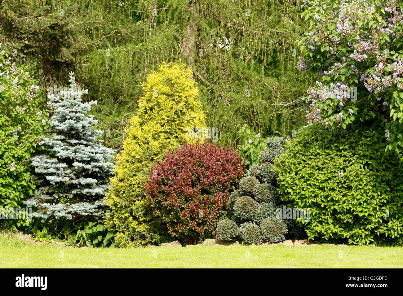 Beautiful spring garden design, with conifer trees, green grass and ...