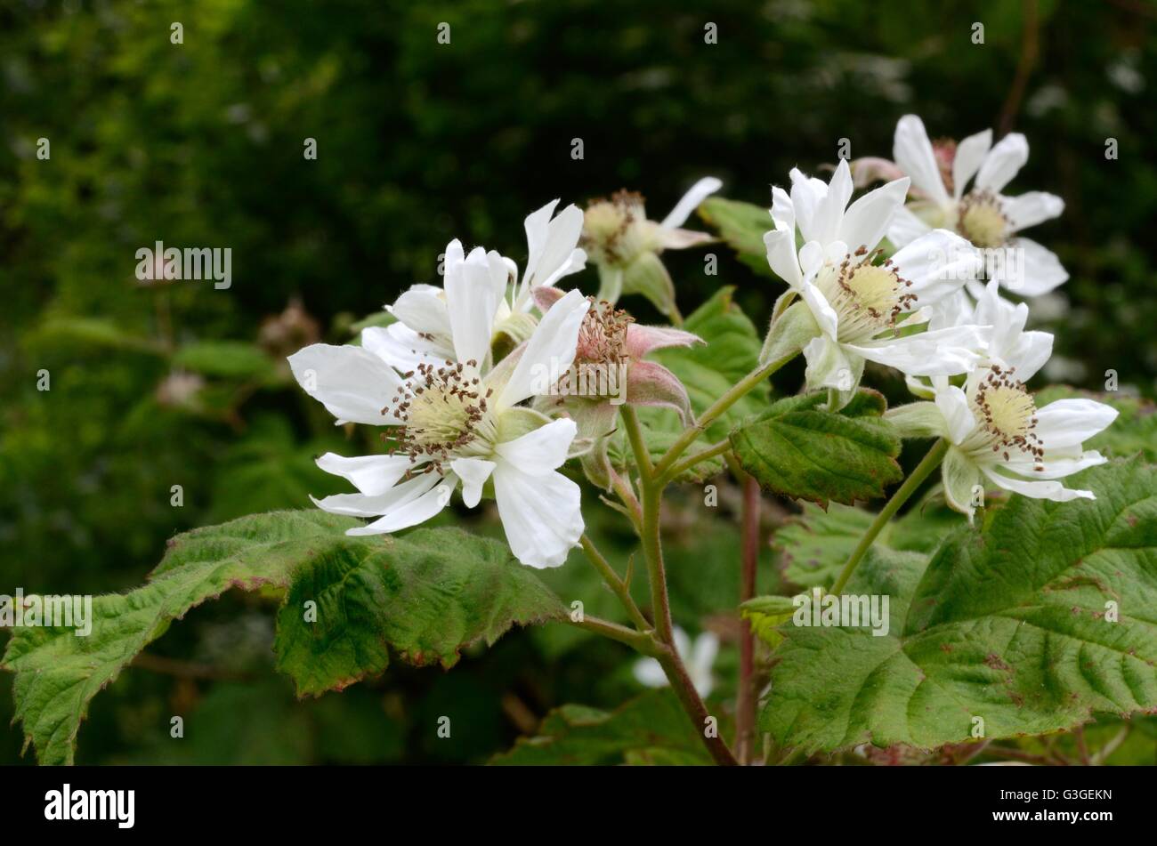 Close up fruit flowers hi-res stock photography and images - Alamy
