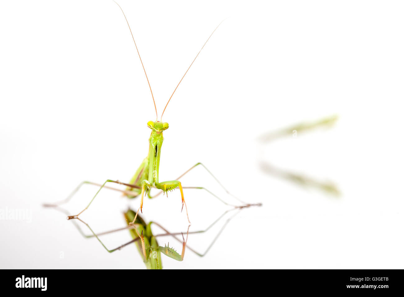an green mantis crawling over a reflection title Stock Photo - Alamy