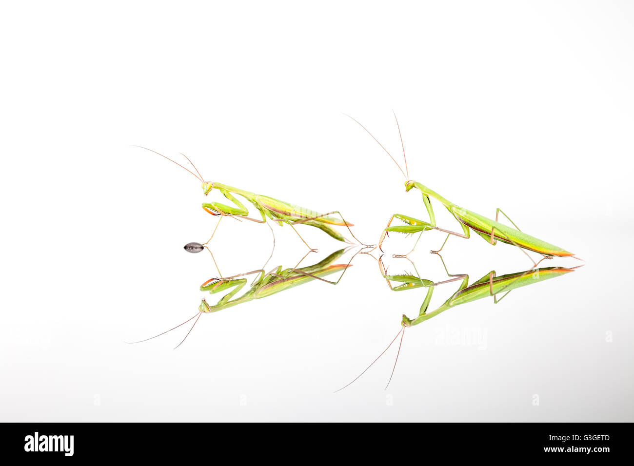 two green mantis crawling over a reflection title Stock Photo - Alamy