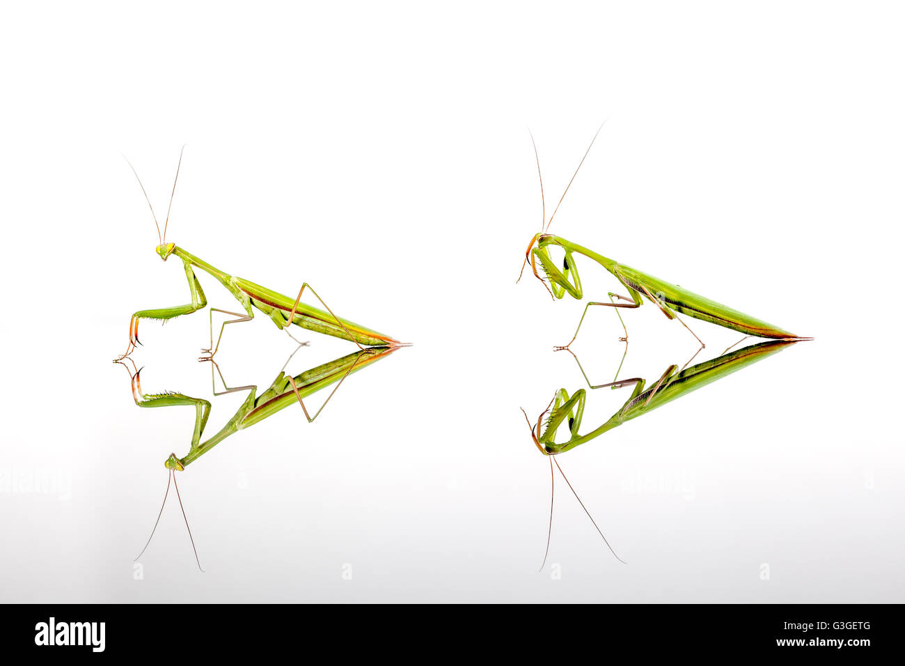 two green mantis crawling over a reflection title Stock Photo - Alamy