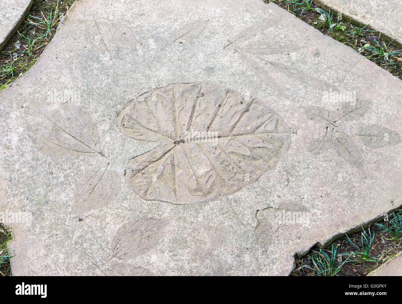 Leaf imprint rock hi-res stock photography and images - Alamy