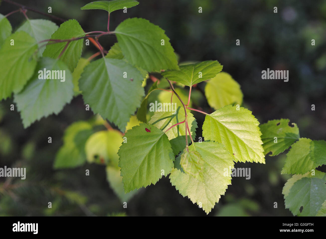 Birch branch tree hi-res stock photography and images - Alamy