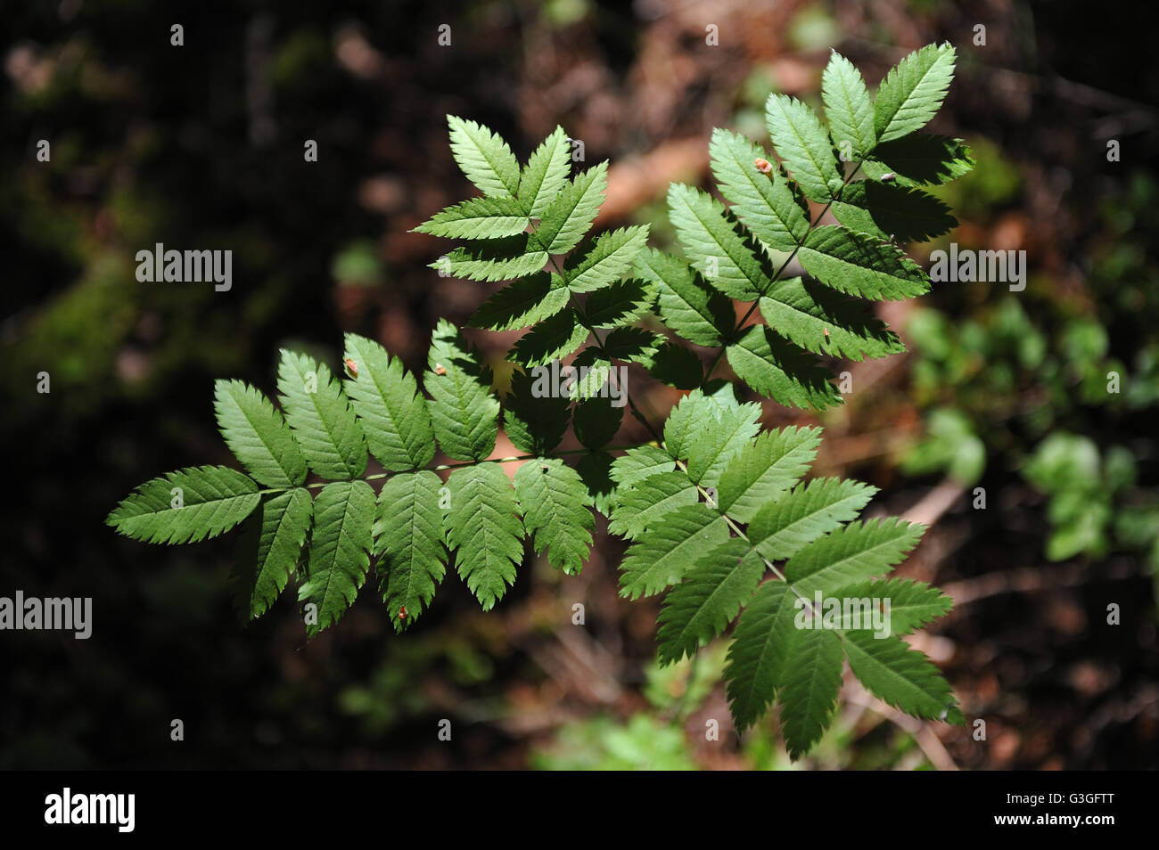 Little rowan tree in taiga forest Stock Photo - Alamy