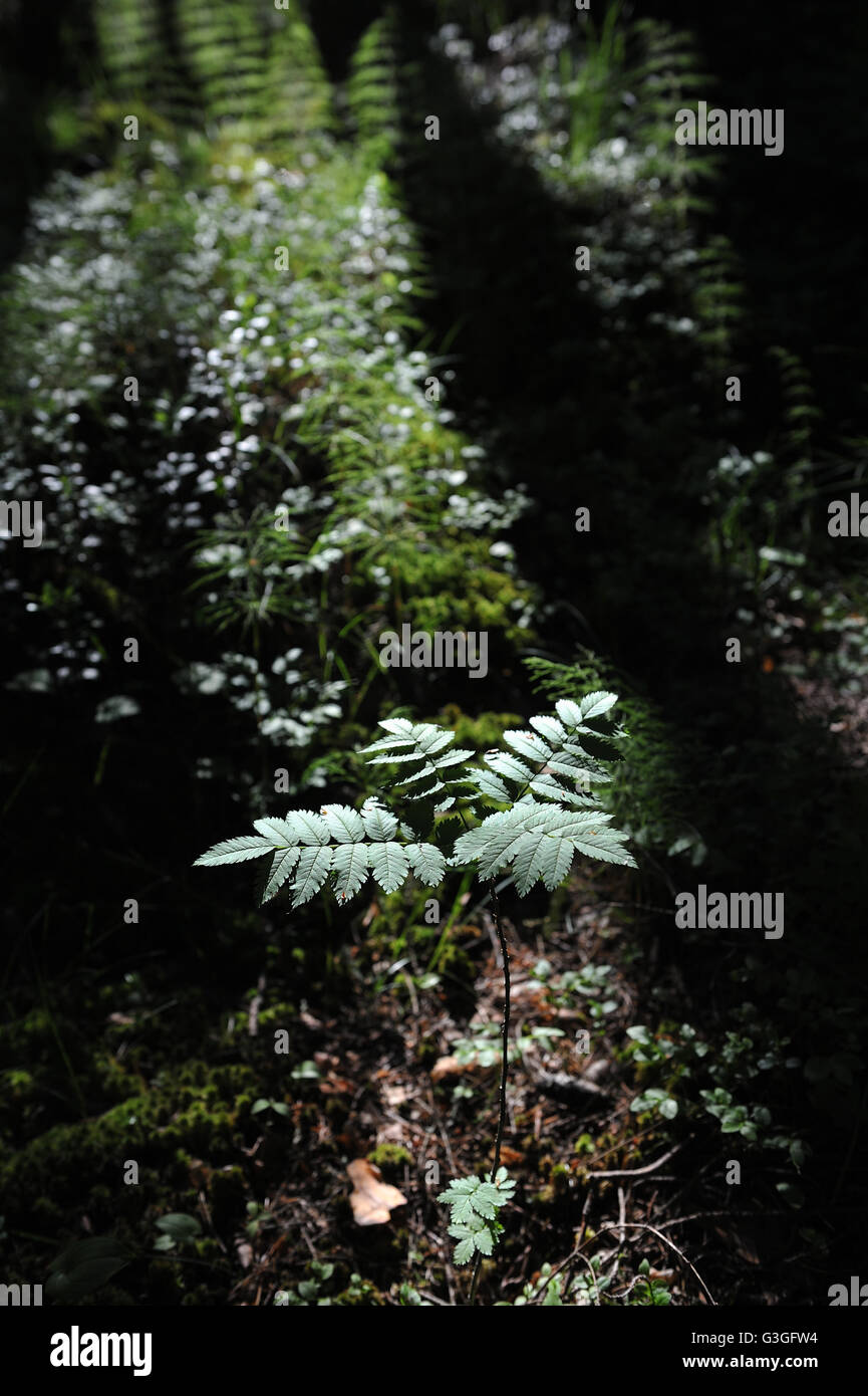 Little rowan tree in taiga forest Stock Photo - Alamy