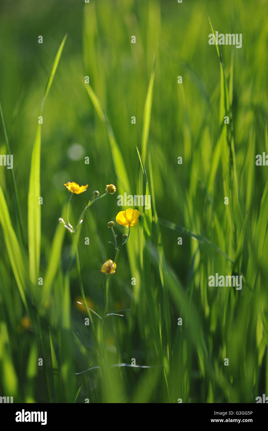 Buttercup deep in green grass Stock Photo - Alamy