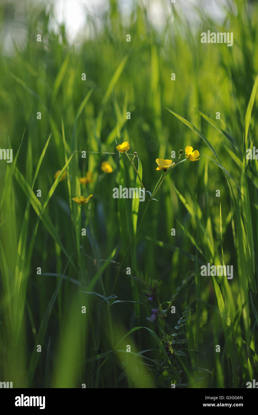Buttercup deep in green grass Stock Photo - Alamy