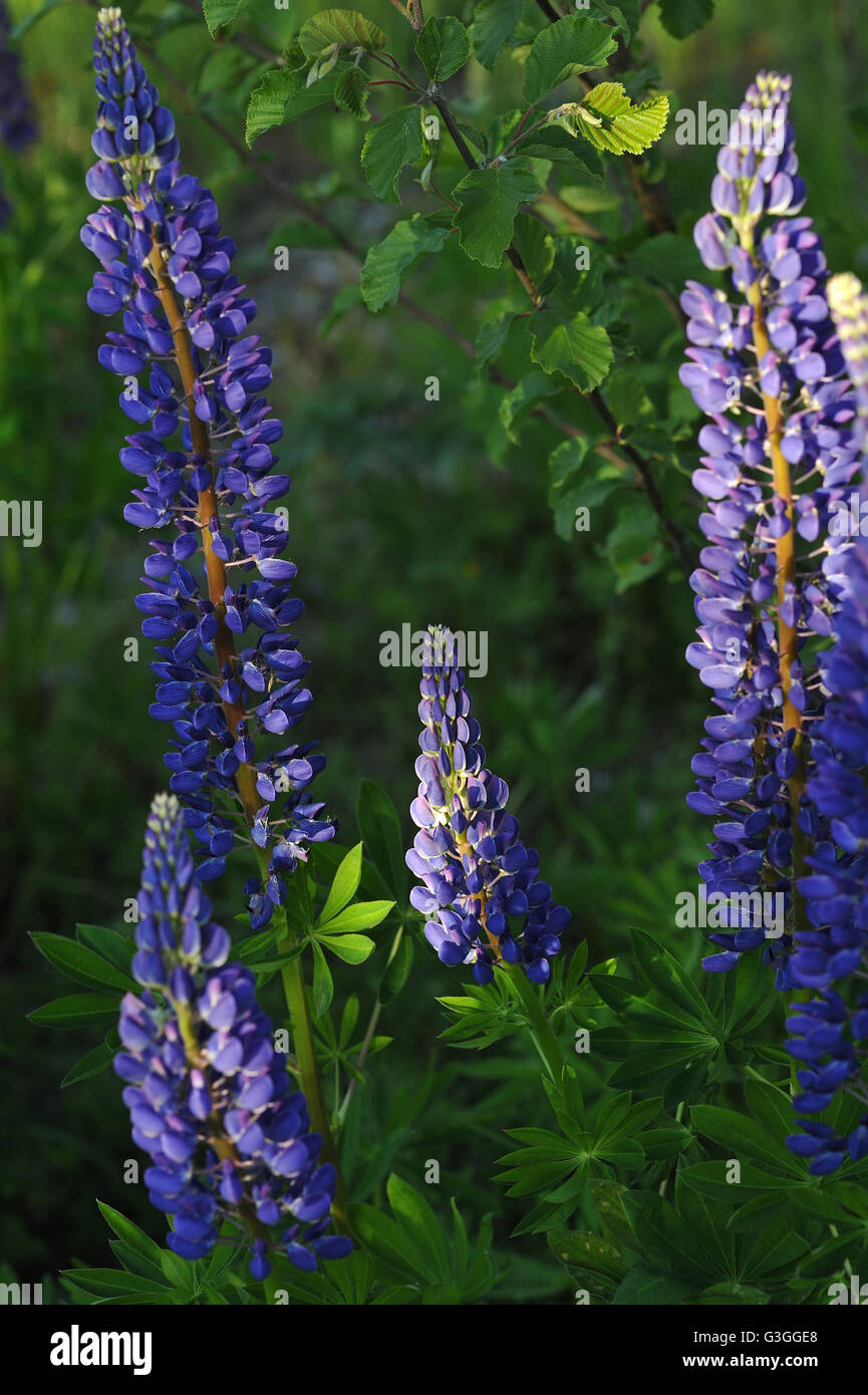 Garden evening sun High Resolution Stock Photography and Images - Alamy