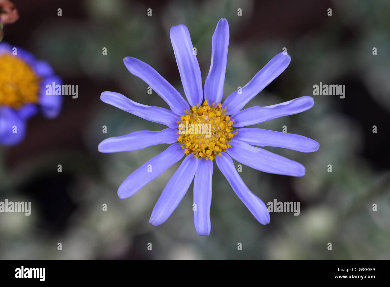 Felicia Amelloides Variegata