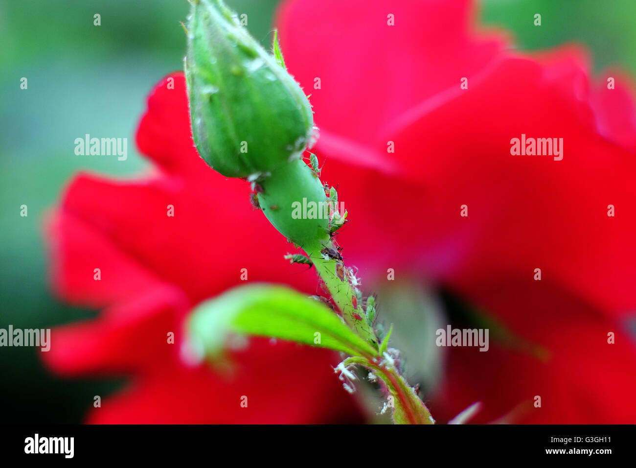 Rose aphids hi-res stock photography and images - Alamy