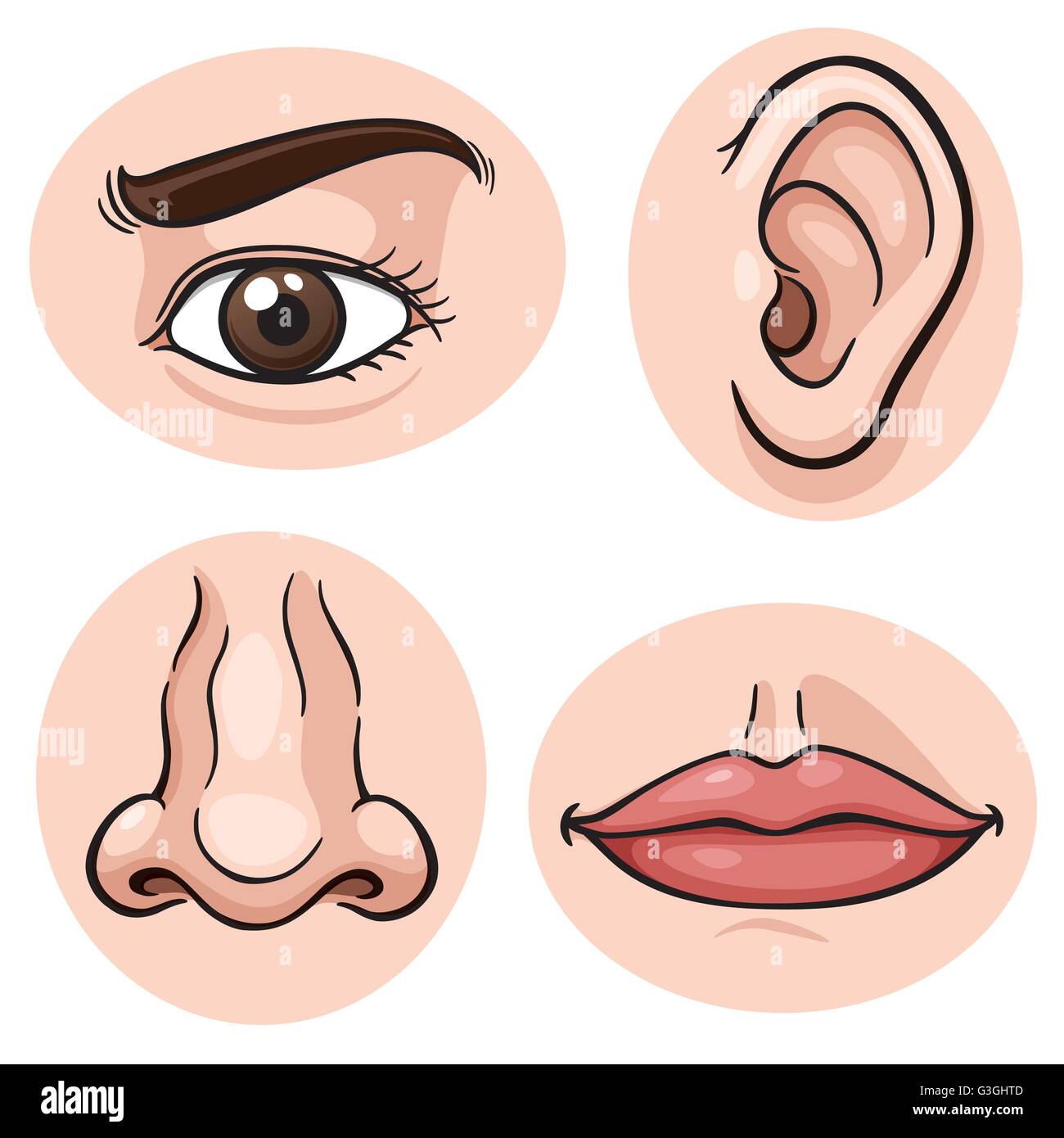 Vector illustration of depicting the 4 senses Stock Vector Image & Art ...