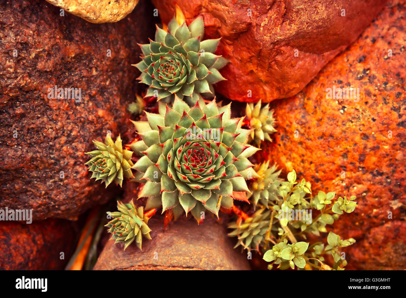 Succulent plant background Stock Photo - Alamy