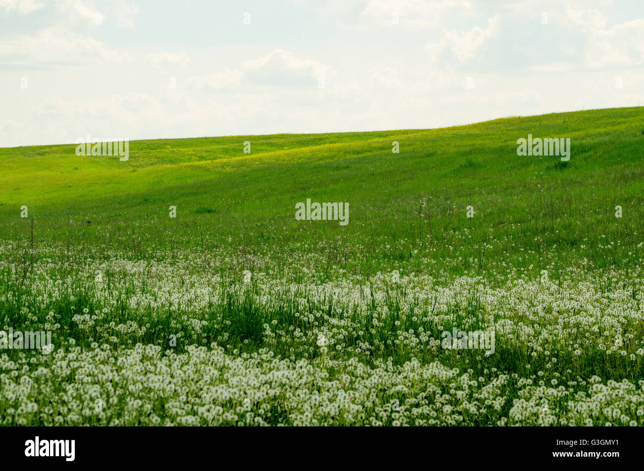 Landscape of a green field with meadow flowers,a landscape,The field ...