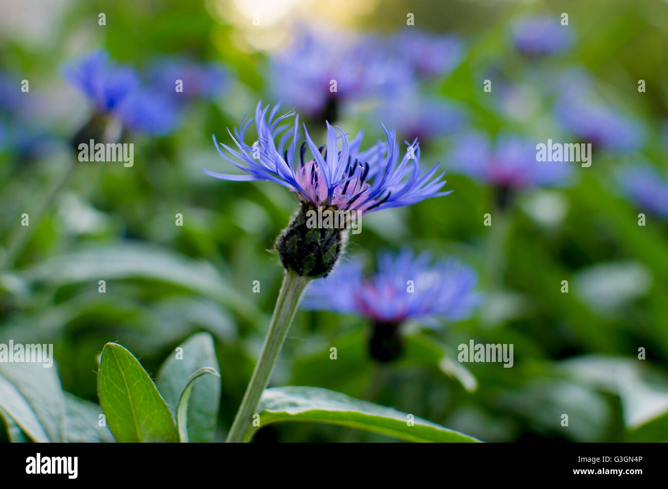Long herb hi-res stock photography and images - Alamy