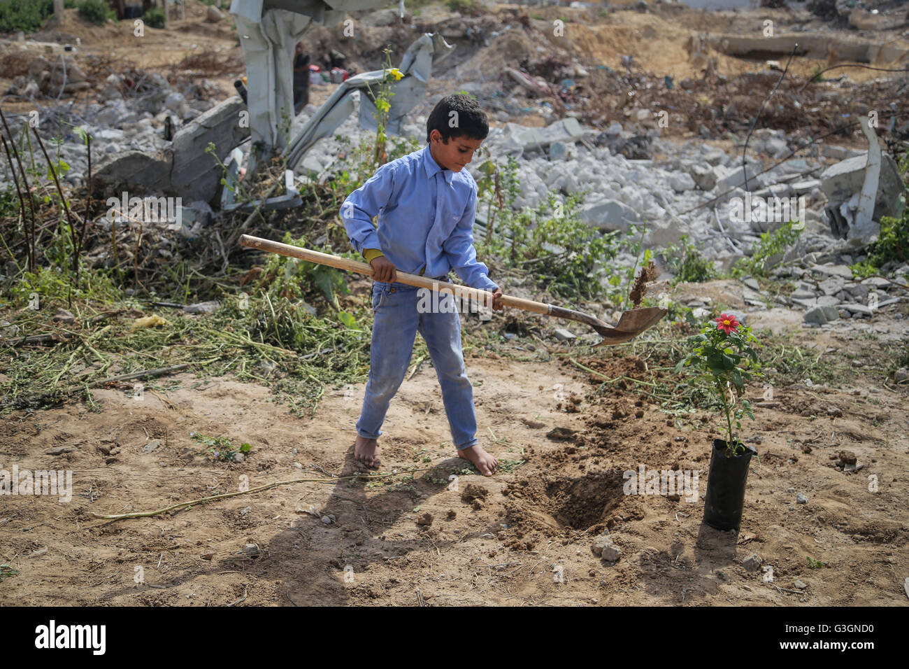 Gaza, Gaza. 24th Mar, 2016. Palestinian children are planting roses and ...
