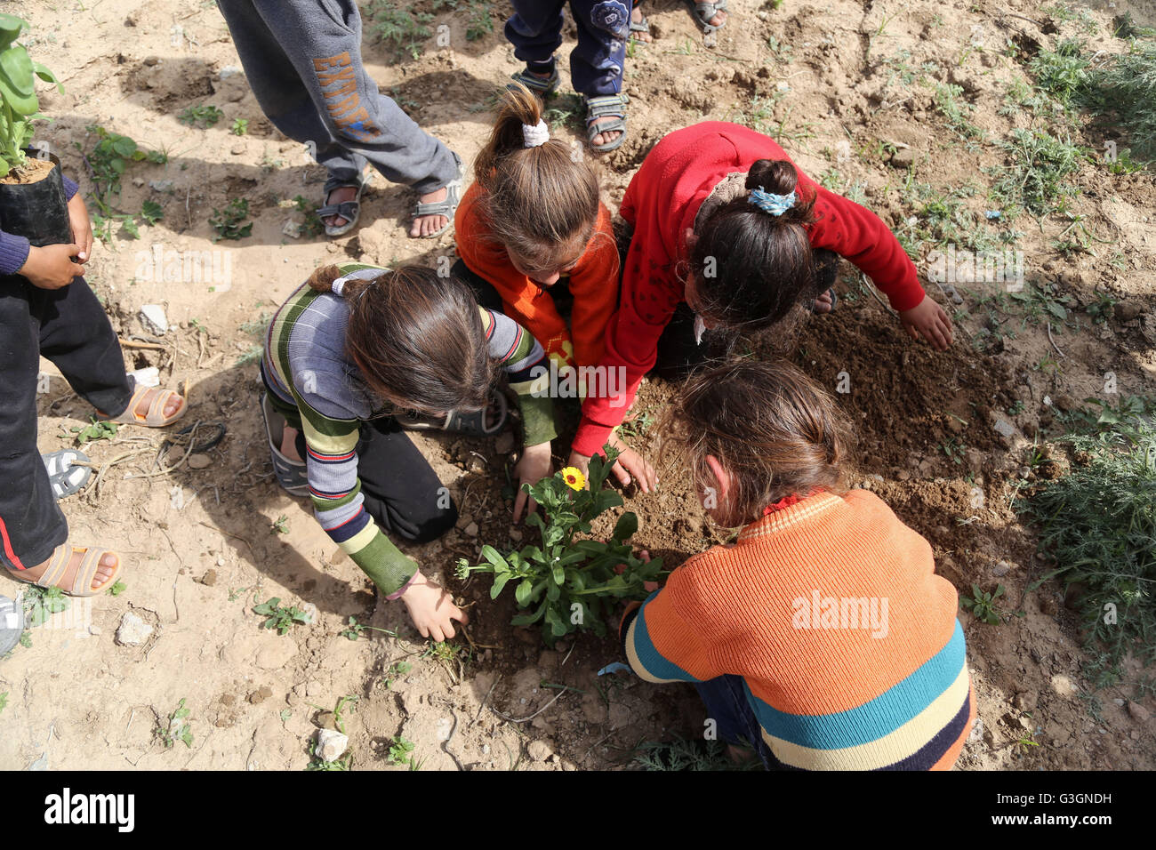 Gaza, Gaza. 24th Mar, 2016. Palestinian children are planting roses and ...
