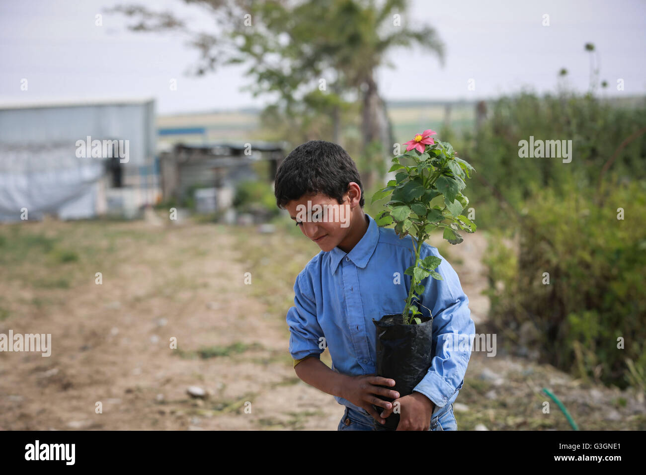 Gaza, Gaza. 24th Mar, 2016. Palestinian children are planting roses and ...