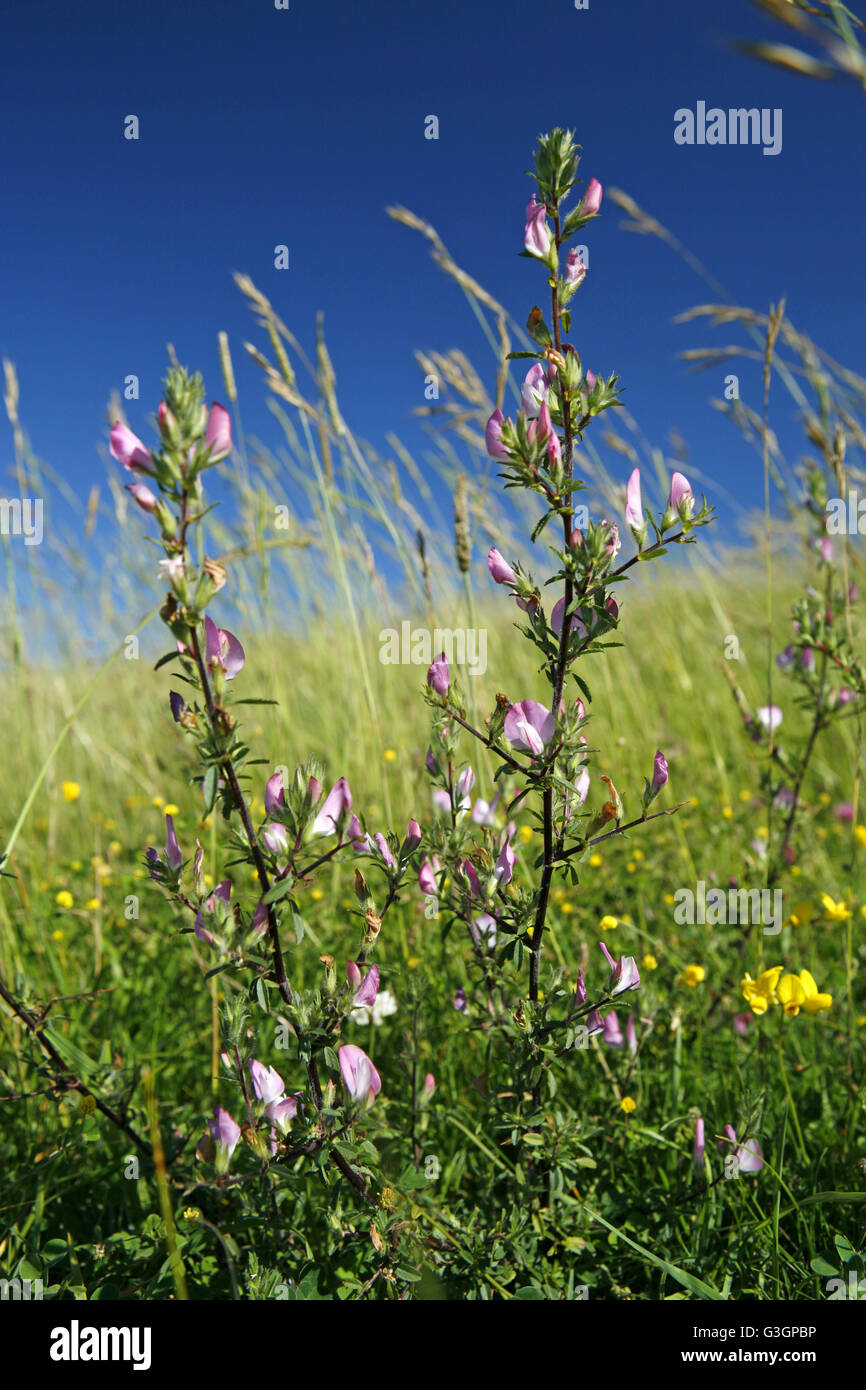 Spiney Restharrow, Ononis spinosa growing on the edge of the Ridgeway ...