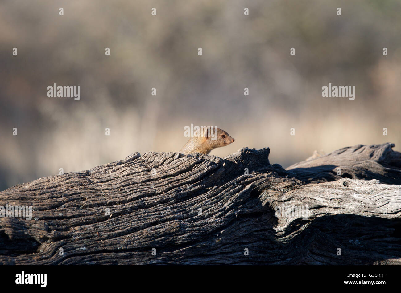 Mongoose tree hi-res stock photography and images - Alamy