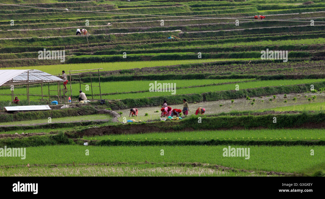 Rice planting season in nepal hi-res stock photography and images - Alamy