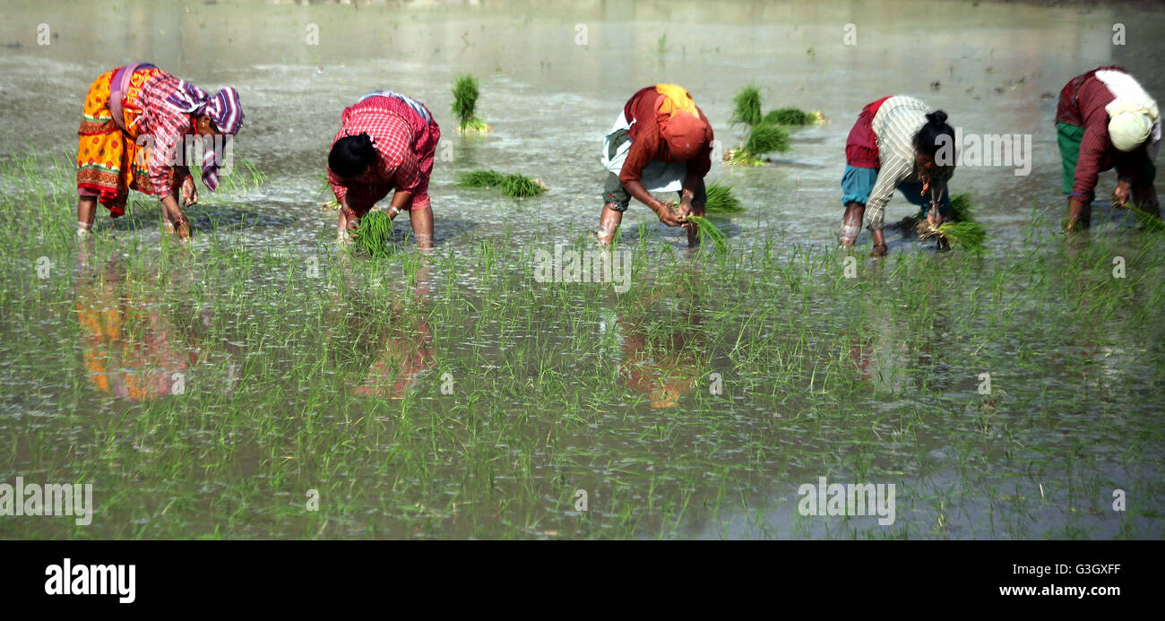 Bhaktapur, Nepal. 11th June, 2016. Nepalese women plant rice seedlings ...