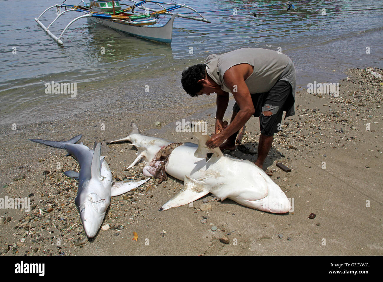 Sangihe, Indonesia. 03rd May, 2016. Fishermen shark hunters cut up the ...