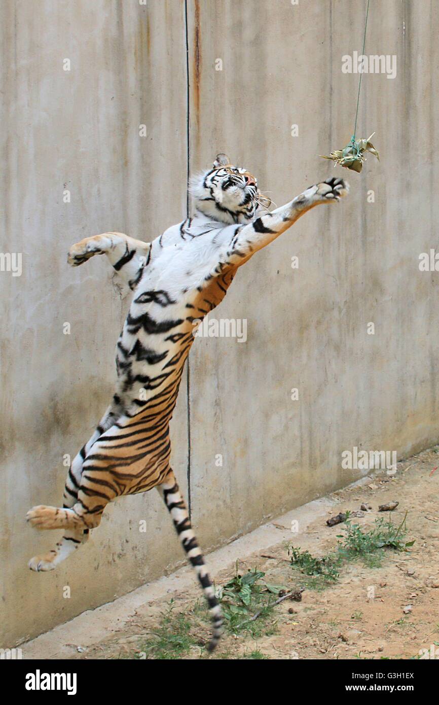 Beijing, China's Shandong Province. 9th June, 2016. A Siberian tiger ...