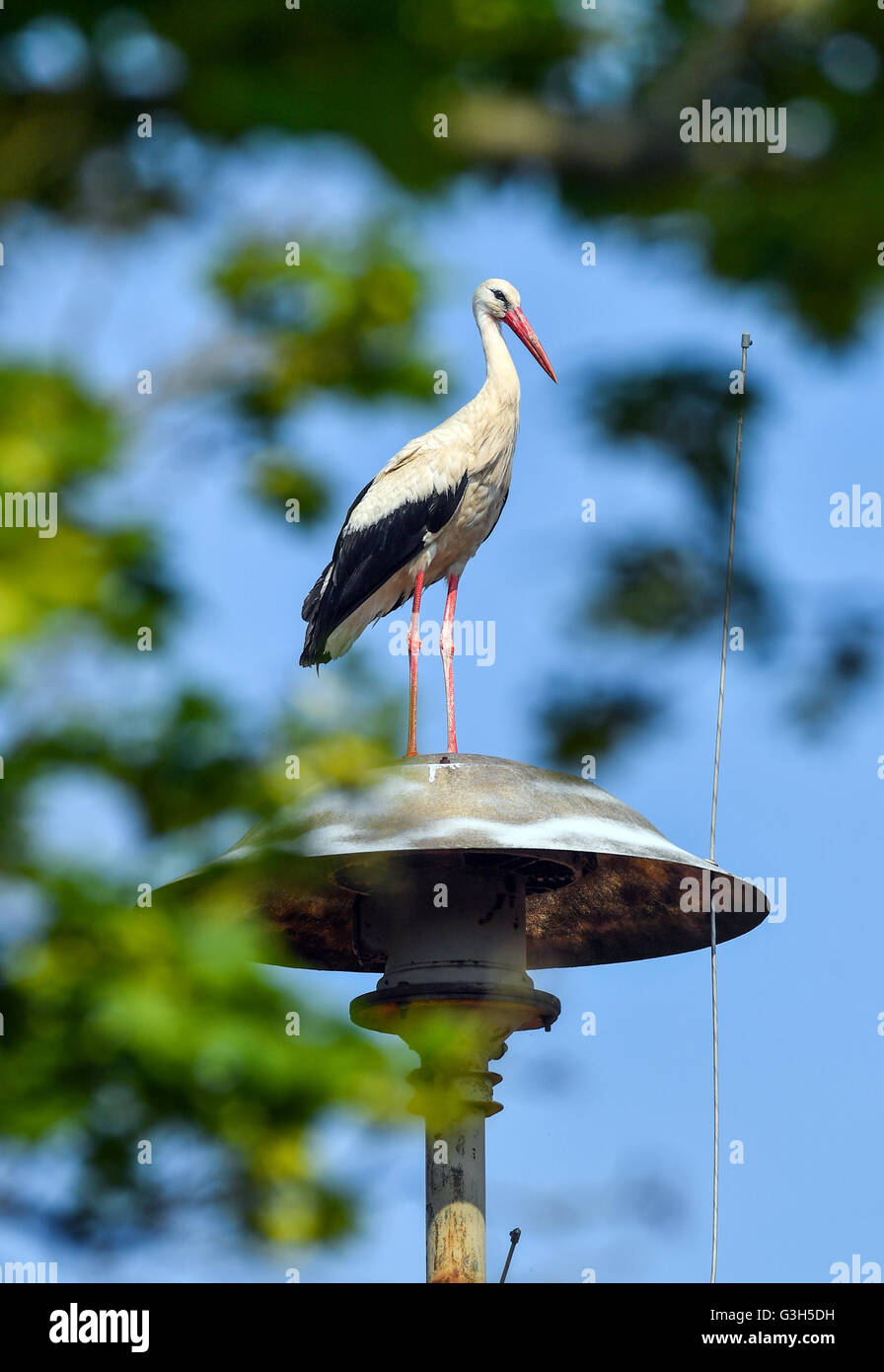 A white stork standing on a siren in front of the blue sky above ...