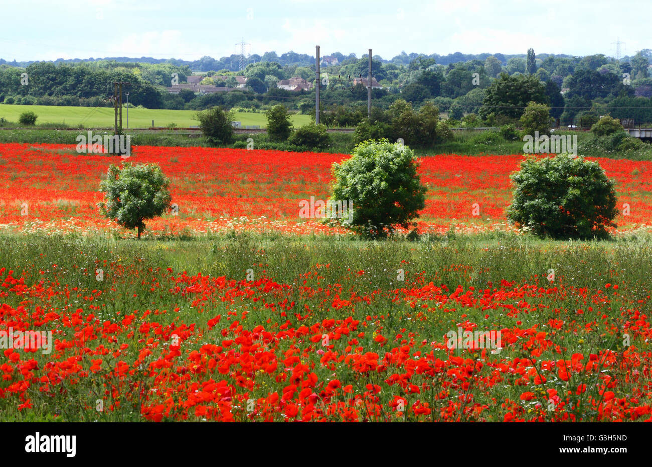 Great Wymondley, Hertfordshire, UK. 25th June, 2016. Poppy Fields in ...