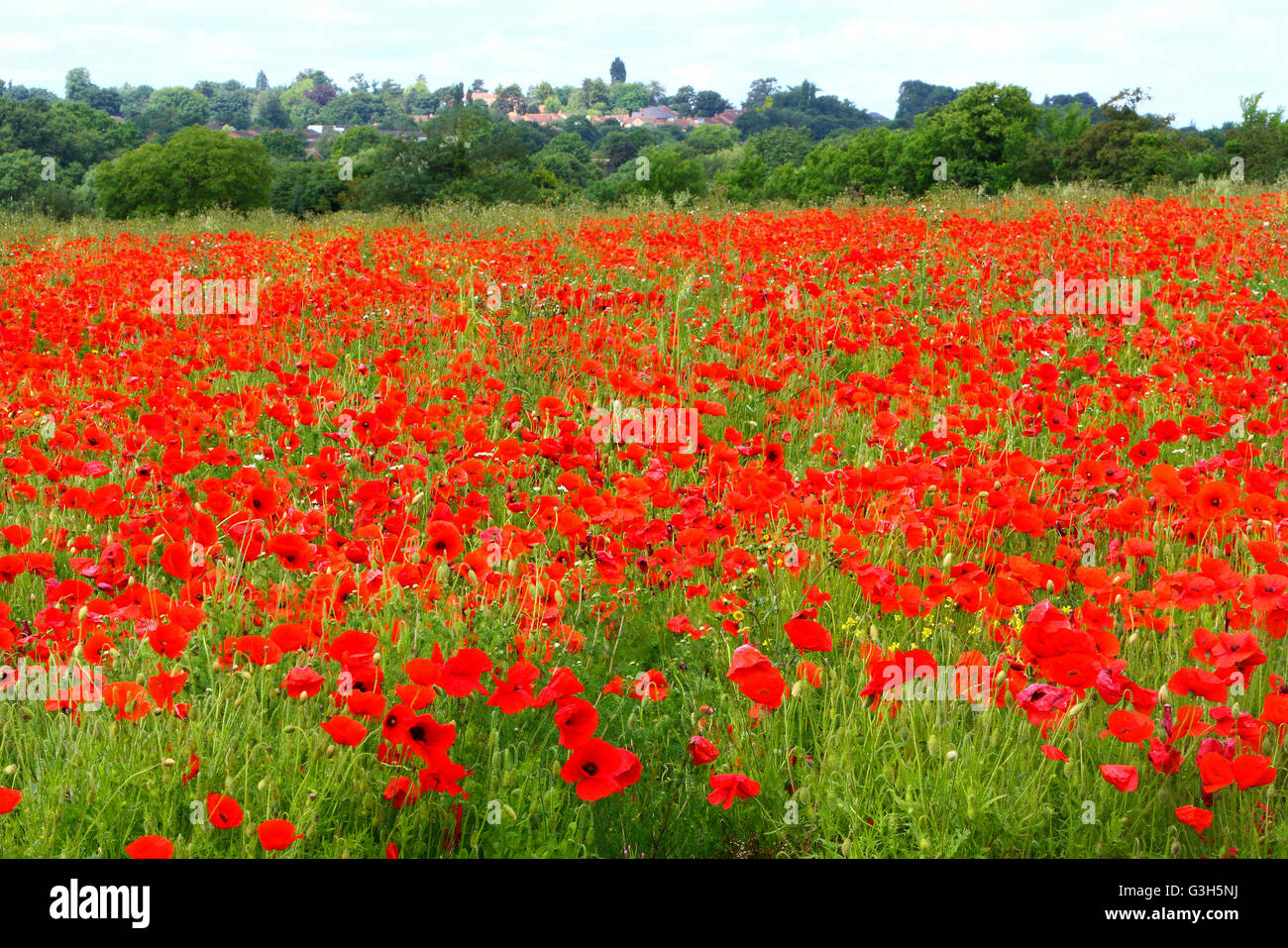 Great Wymondley, Hertfordshire, UK. 25th June, 2016. Poppy Fields in ...
