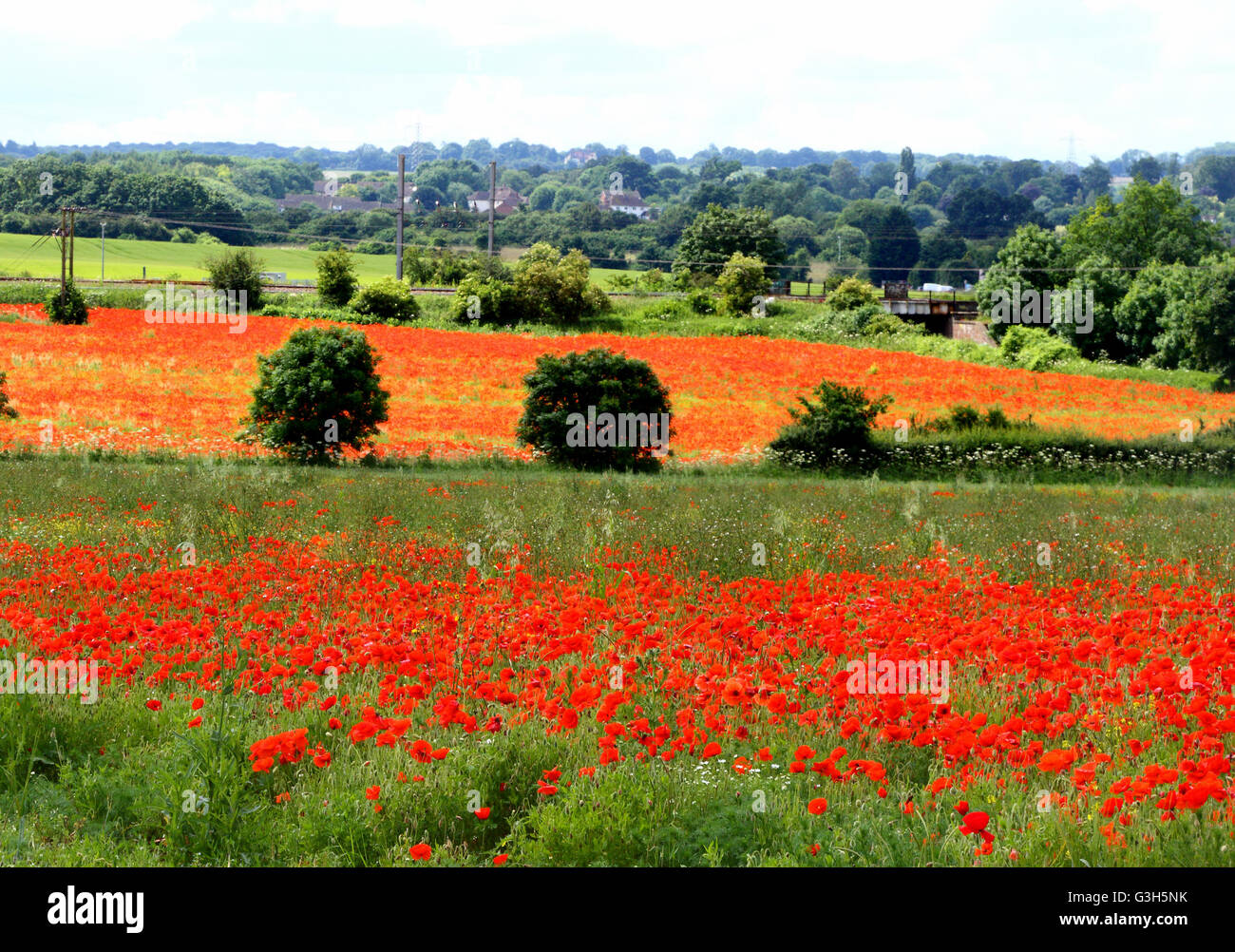 Great Wymondley, Hertfordshire, UK. 25th June, 2016. Poppy Fields in ...
