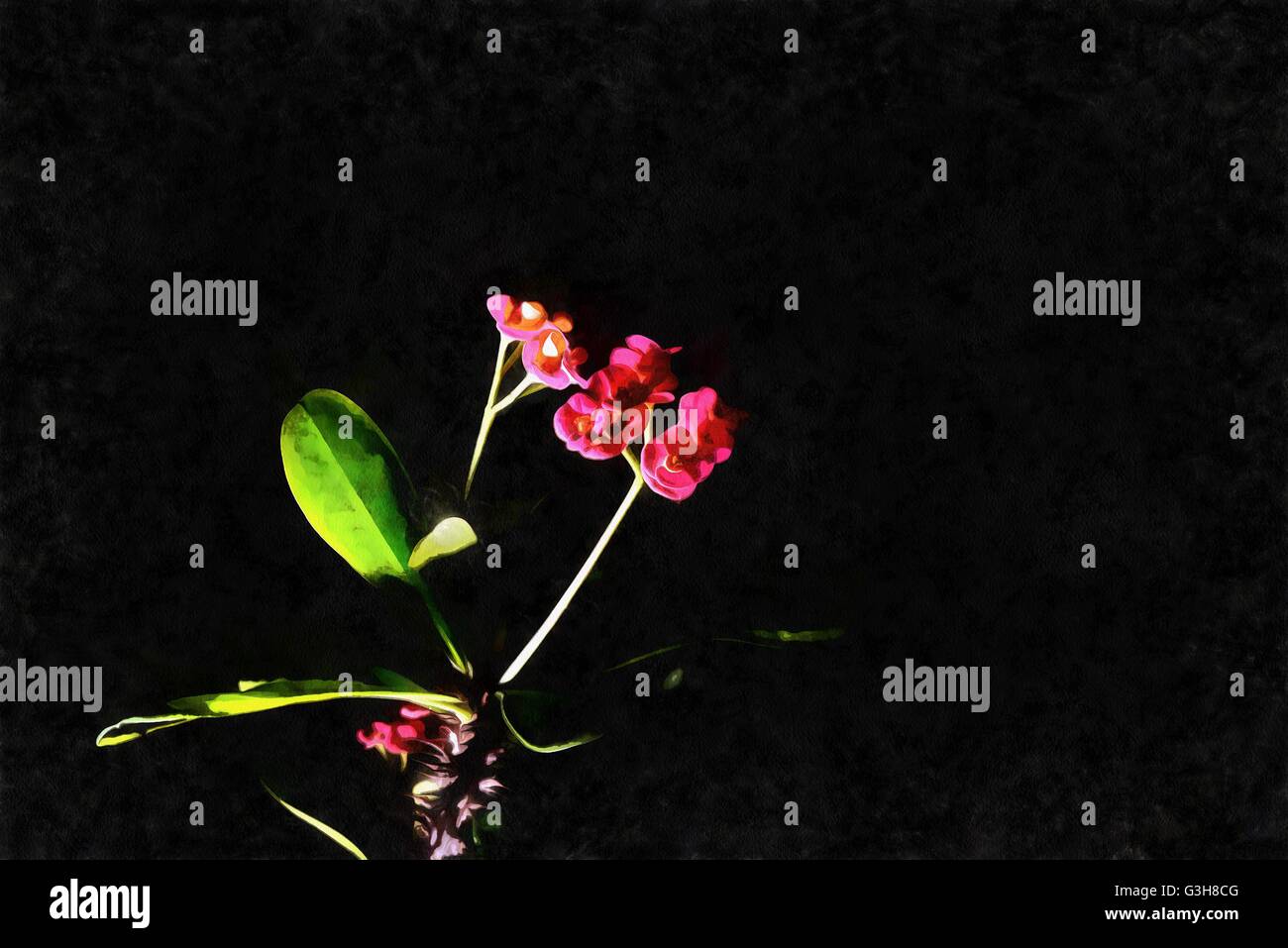 Christ plant flower hi-res stock photography and images - Alamy