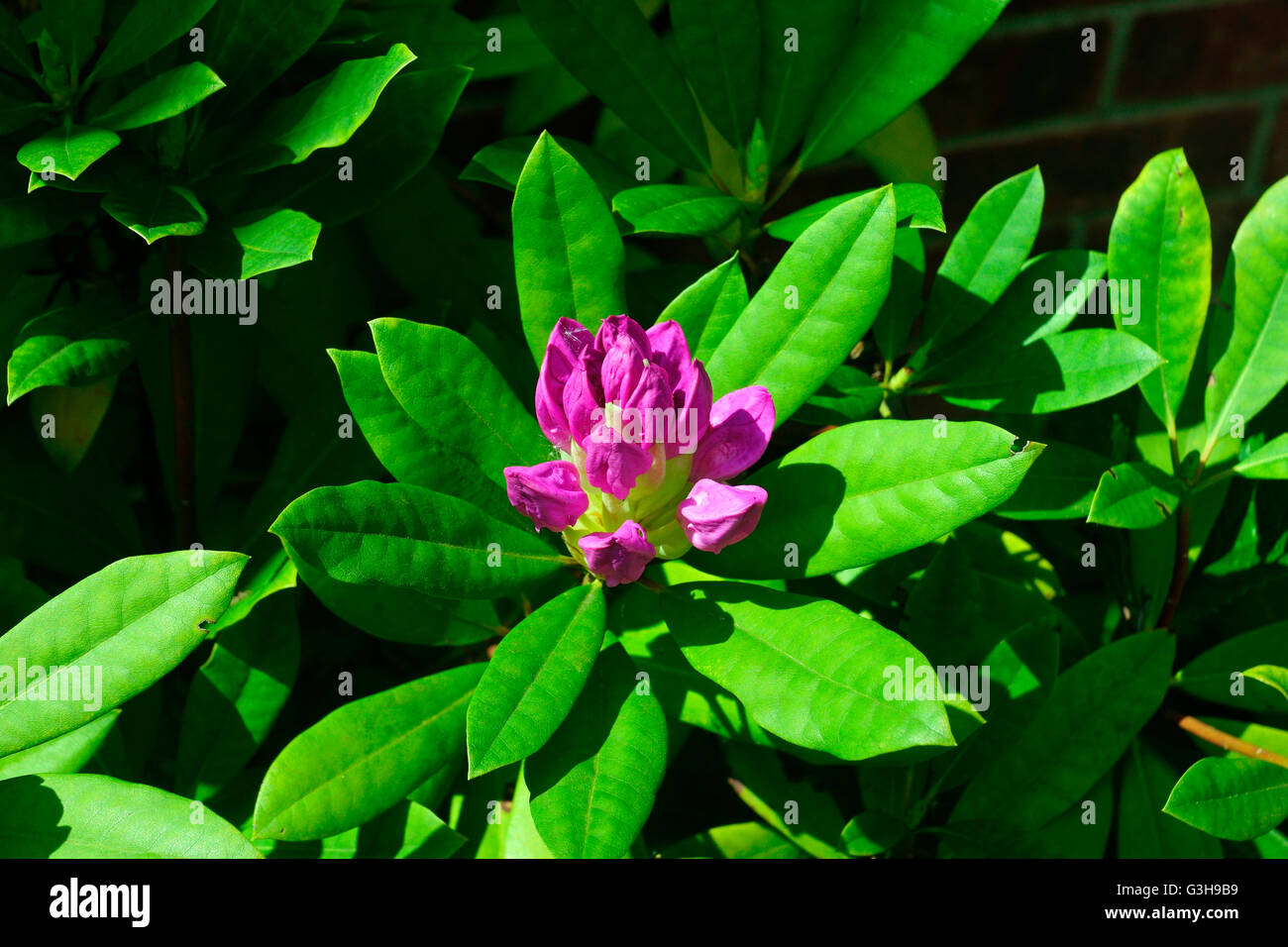 Yellow dwarf azalea hi-res stock photography and images - Alamy