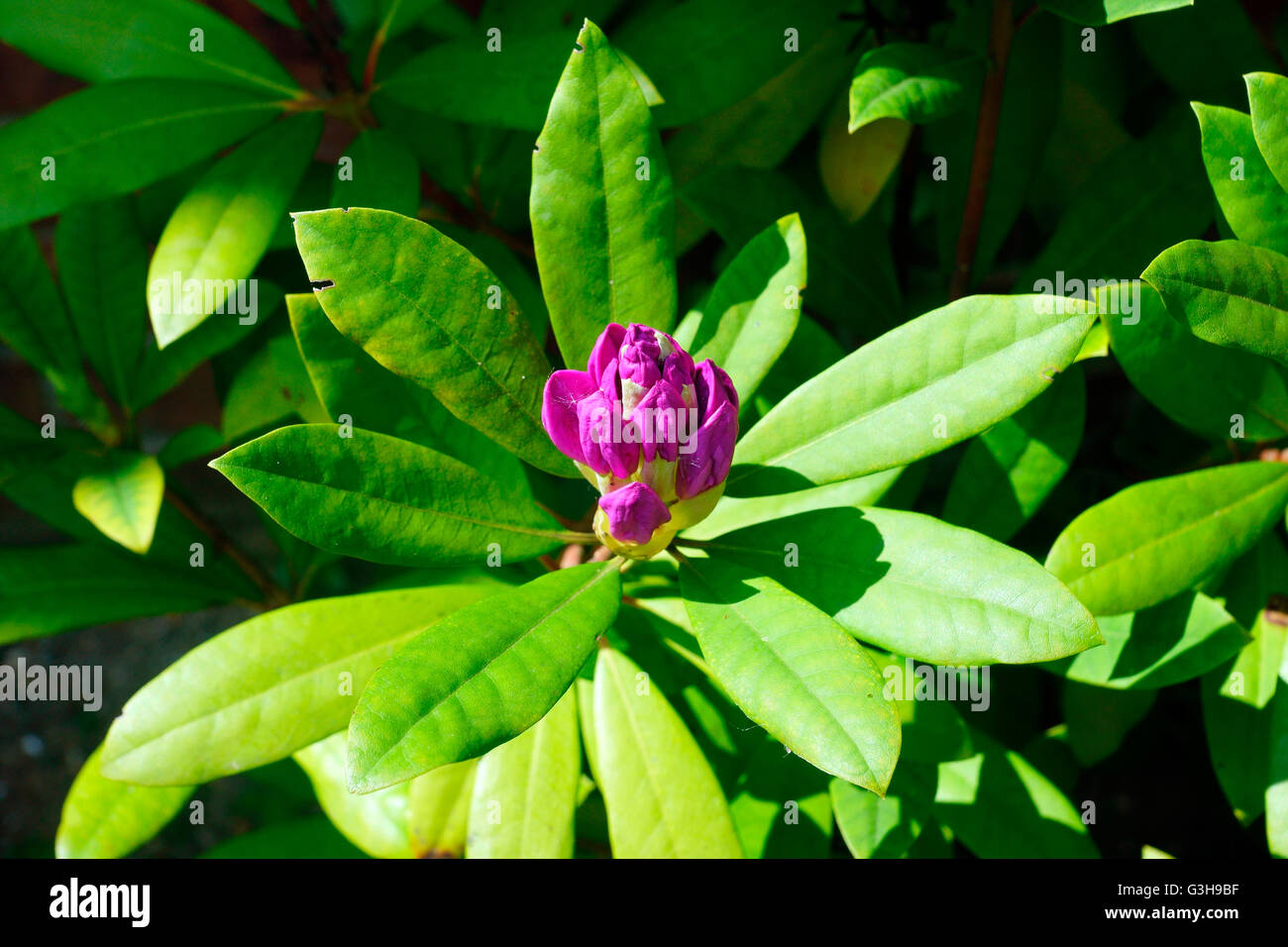 Yellow dwarf azalea hi-res stock photography and images - Alamy