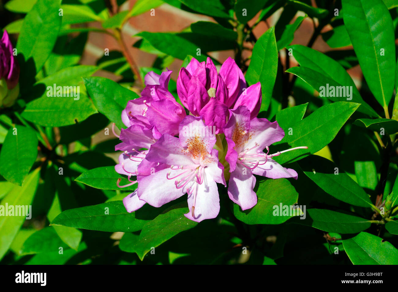 Yellow dwarf azalea hi-res stock photography and images - Alamy