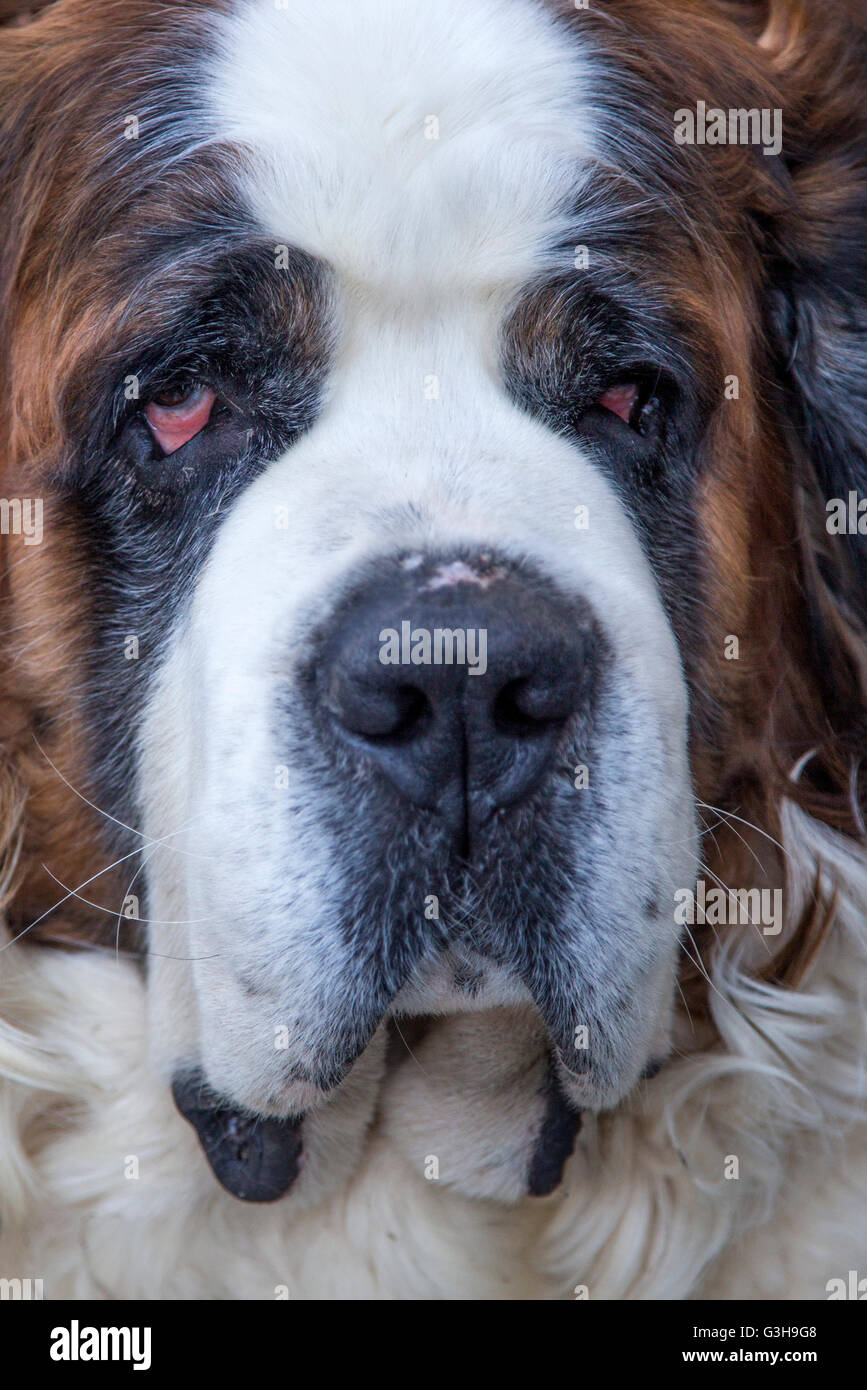 Bernardine hi-res stock photography and images - Alamy