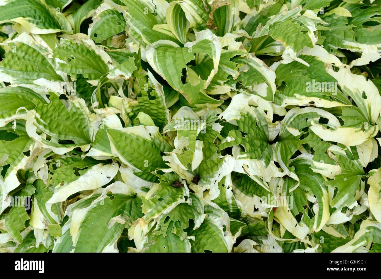 Damage made to to hosta leaves by snails slugs and insects Stock Photo ...